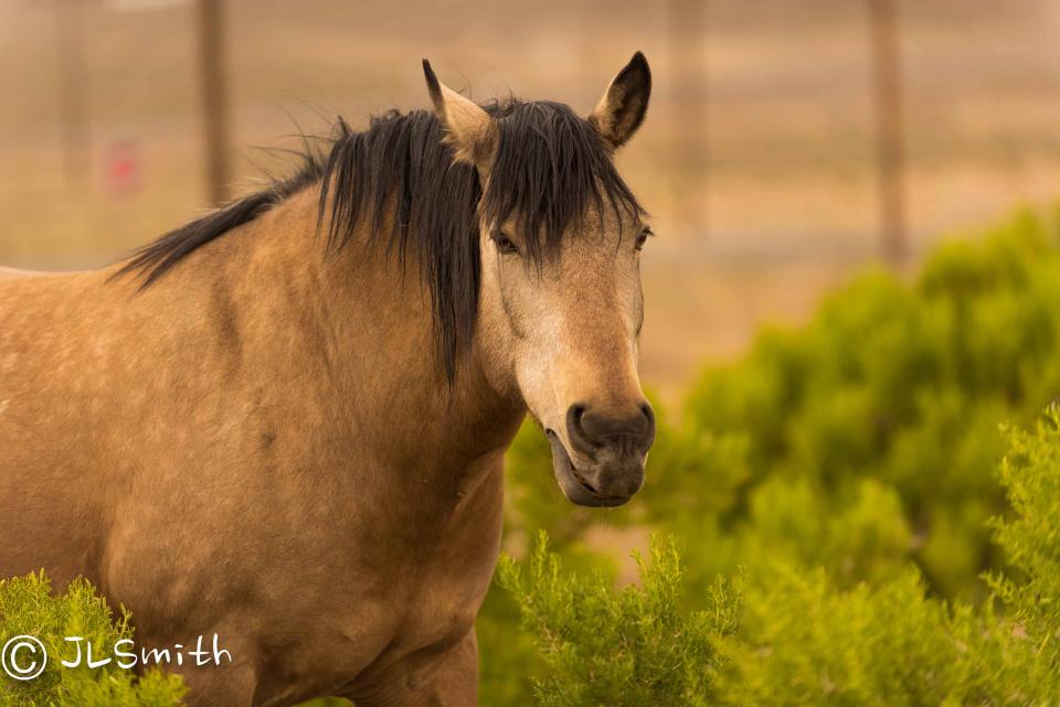 Nevada's Mustang | Shutterbug